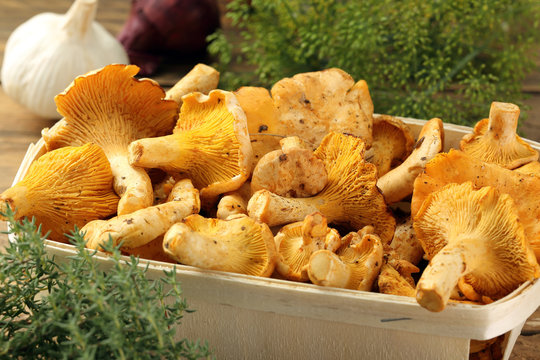 Finferli Bilder – Durchsuchen 263 Archivfotos, Vektorgrafiken und ...