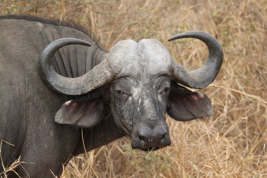 Bufle Images – Browse 47 Stock Photos, Vectors, and Video | Adobe Stock