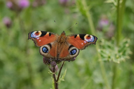 Falter Images – Browse 52,295 Stock Photos, Vectors, and Video | Adobe ...