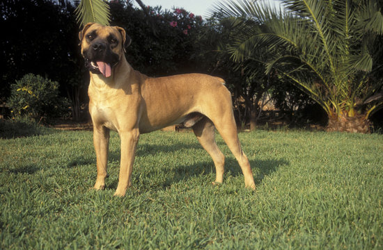 61 BEST Boerbull IMAGES, STOCK PHOTOS & VECTORS | Adobe Stock