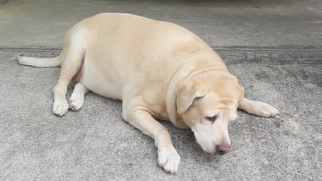 Panting Old Dog Images – Browse 167 Stock Photos, Vectors, and Video ...