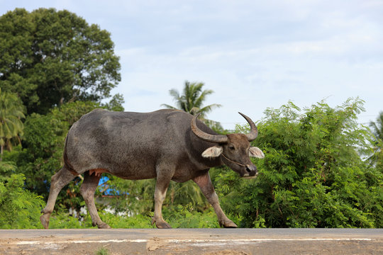 รูปภาพCarabao – เลือกดูภาพถ่ายสต็อก เวกเตอร์ และวิดีโอ2,944 | Adobe Stock