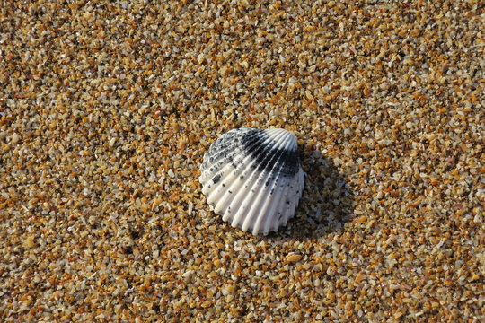 Clovisse Immagini - Sfoglia 19 foto, vettoriali e video Stock | Adobe Stock