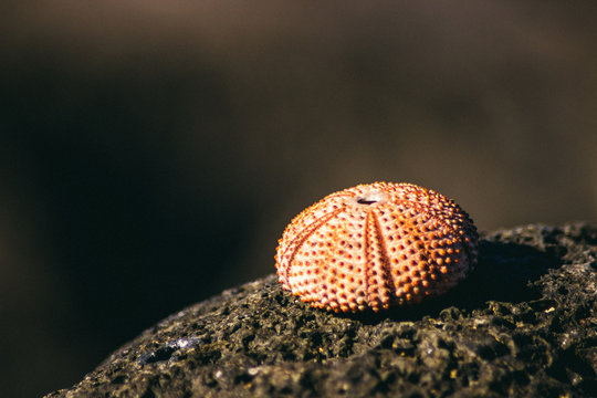 Seeigelskelett Bilder – Durchsuchen 275 Archivfotos, Vektorgrafiken und ...