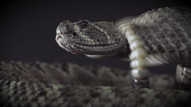 Rattle Video Footage – Browse 2,659 HD Stock Video and Footage | Adobe ...