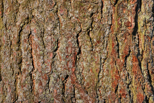 "Tree Bark Close Up" Images – Browse 250 Stock Photos, Vectors, and ...