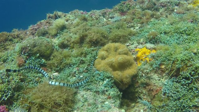 "Banded Sea Krait" Images – Browse 383 Stock Photos, Vectors, and Video ...