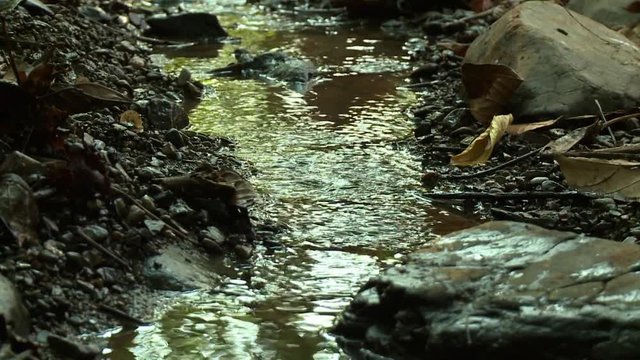 Obrazy ("Shallow Stream") — zdjęcia, wektory i wideo bez tantiem (124 ...