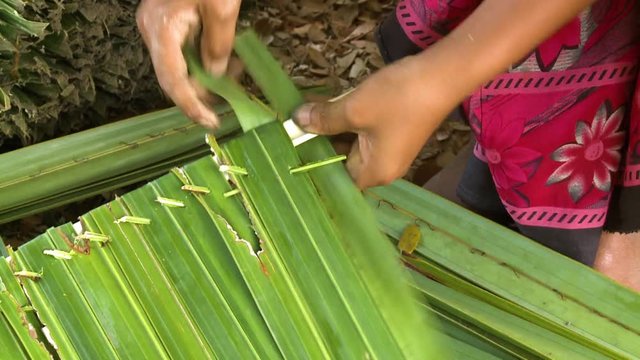 รูปภาพNipa – เลือกดูภาพถ่ายสต็อก เวกเตอร์ และวิดีโอ2,863 | Adobe Stock