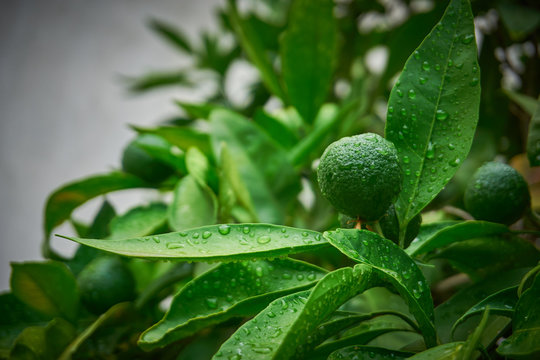 "Mandarin Plant" Images – Browse 298 Stock Photos, Vectors, and Video ...