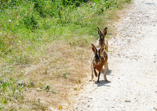 Levraut Images – Browse 11 Stock Photos, Vectors, and Video | Adobe Stock