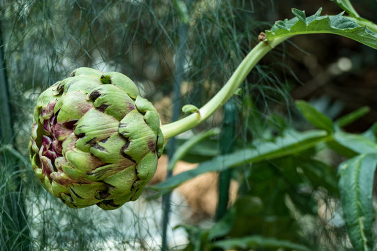 「Planze」の画像 - 1,579 件の Stock 写真、ベクターおよびビデオ | Adobe Stock