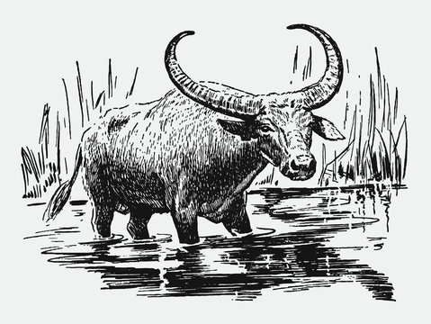 Water Buffalo Outline