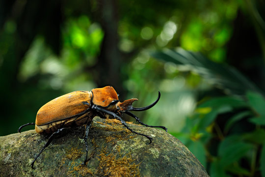 Giant Elephant Beetle