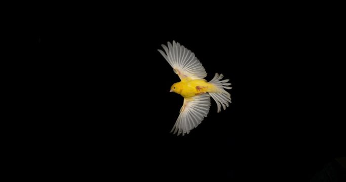 Yellow Canary Flying