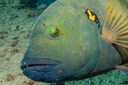 รูปภาพPollyfish – เลือกดูภาพถ่ายสต็อก เวกเตอร์ และวิดีโอ6,968 | Adobe Stock