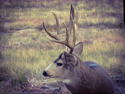 Muley Images – Browse 697 Stock Photos, Vectors, and Video | Adobe Stock