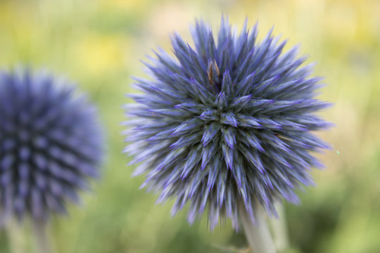 Distelarten-Bilder: Stock-Fotos & -Videos. | Adobe Stock