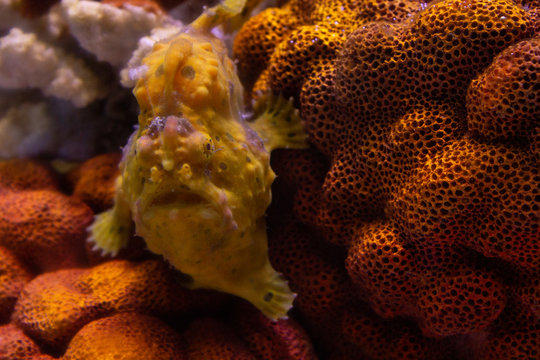 "Frog Fish" Images – Browse 1,472 Stock Photos, Vectors, and Video ...