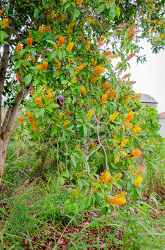 Hogberry Images – Browse 26 Stock Photos, Vectors, and Video | Adobe Stock