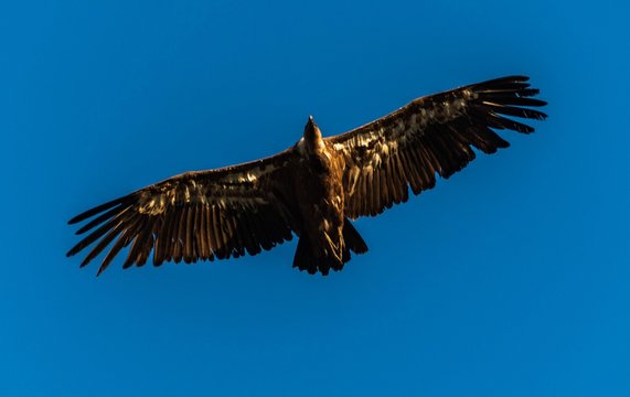 Imágenes de Alada: descubre bancos de fotos, ilustraciones, vectores y ...