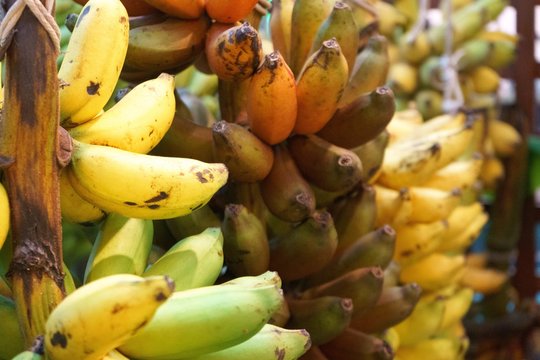 "Colla Bilder – Durchsuchen 1,215 Archivfotos, Vektorgrafiken und ...