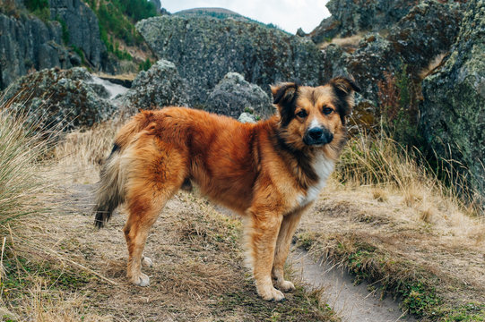 Sobaka Images – Browse 332 Stock Photos, Vectors, and Video | Adobe Stock