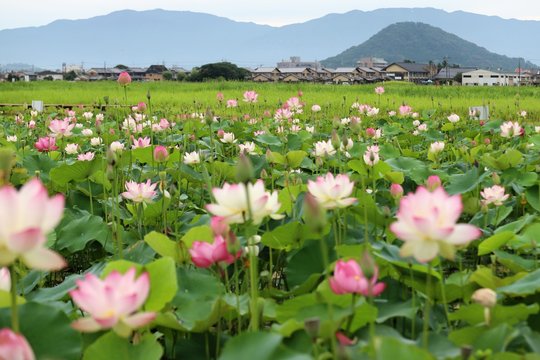 大和三山 Images – Browse 572 Stock Photos, Vectors, and Video | Adobe Stock