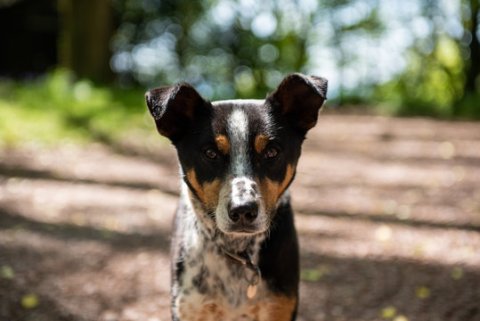 Obrázky Huntaway – procházejte fotografie, vektory a videa 113 | Adobe ...