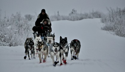 Mushing photos, royalty-free images, graphics, vectors & videos | Adobe ...