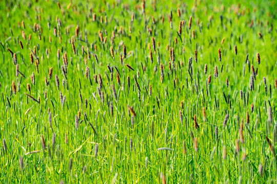 Graspollen Bilder – Durchsuchen 5,326 Archivfotos, Vektorgrafiken und ...