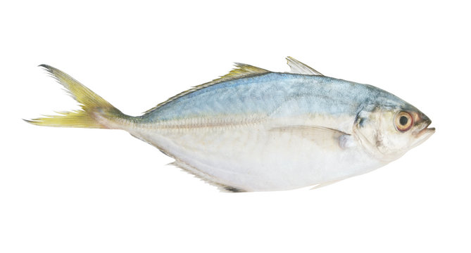 "Yellowtail Scad" Images – Browse 90 Stock Photos, Vectors, and Video ...
