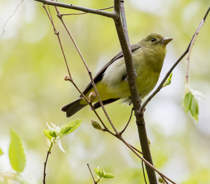 "Female Scarlet Tanager" Images – Browse 14 Stock Photos, Vectors, and ...