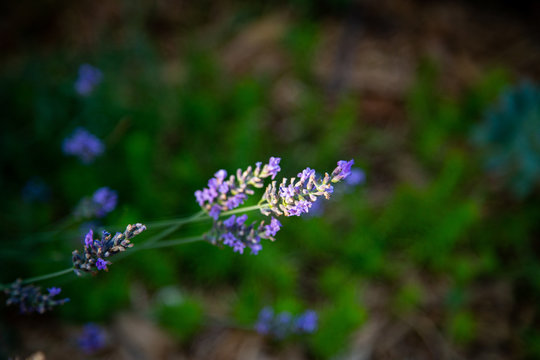 Sinlight Images – Browse 793 Stock Photos, Vectors, and Video | Adobe Stock