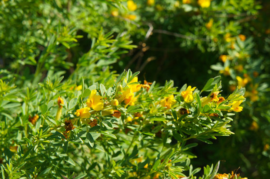 Pea-Tree Bilder – Durchsuchen 116 Archivfotos, Vektorgrafiken und ...