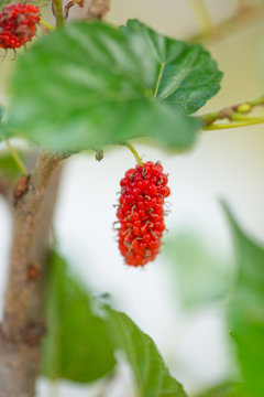 「Malberry」の画像 - 156 件の Stock 写真、ベクターおよびビデオ | Adobe Stock