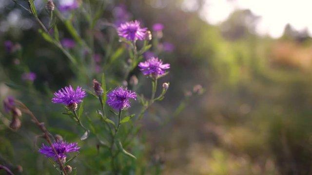 Purple Weed Images – Browse 1,456,792 Stock Photos, Vectors, and Video ...