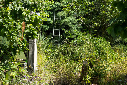 "Overgrown Garden" Images – Browse 243 Stock Photos, Vectors, and Video ...