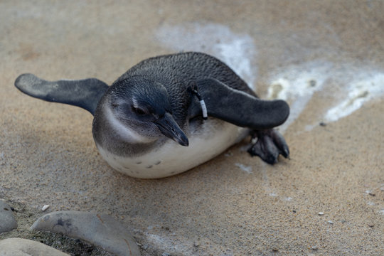 Pinguin Images – Browse 13,487 Stock Photos, Vectors, and Video | Adobe ...