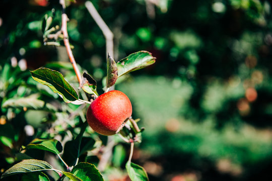 รูปภาพFrowing – เลือกดูภาพถ่ายสต็อก เวกเตอร์ และวิดีโอ400 | Adobe Stock