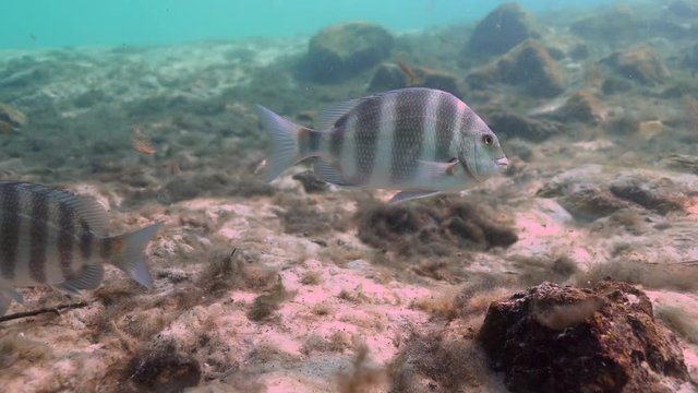 Sheepshead Images – Browse 803 Stock Photos, Vectors, and Video | Adobe ...