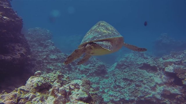 "Rare Turtle" Images – Browse 74 Stock Photos, Vectors, and Video ...