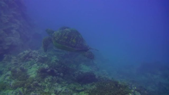 "Rare Turtle" Images – Browse 74 Stock Photos, Vectors, and Video ...