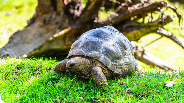 Zolw Images – Browse 15 Stock Photos, Vectors, and Video | Adobe Stock