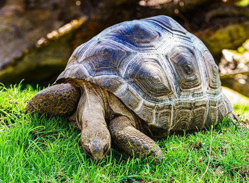 Zolw Images – Browse 15 Stock Photos, Vectors, and Video | Adobe Stock