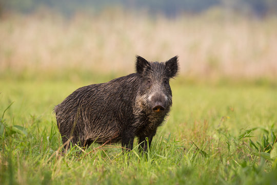 Wildsau Bilder – Durchsuchen 119,911 Archivfotos, Vektorgrafiken und ...