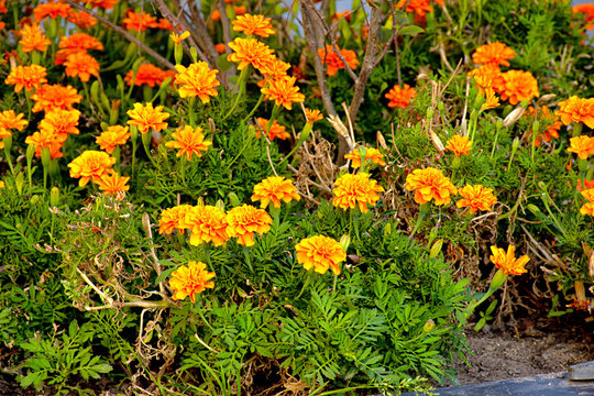 Capuyo bilder – Bläddra bland 65 stockfoton, vektorer och videor ...