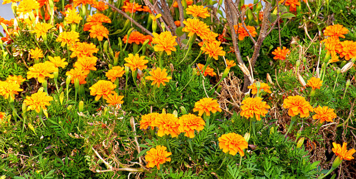 Capuyo bilder – Bläddra bland 65 stockfoton, vektorer och videor ...