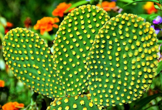 "Cactus Leaf" Images – Browse 836 Stock Photos, Vectors, and Video ...