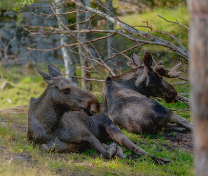 Elg Bilder – Durchsuchen 191 Archivfotos, Vektorgrafiken und Videos ...